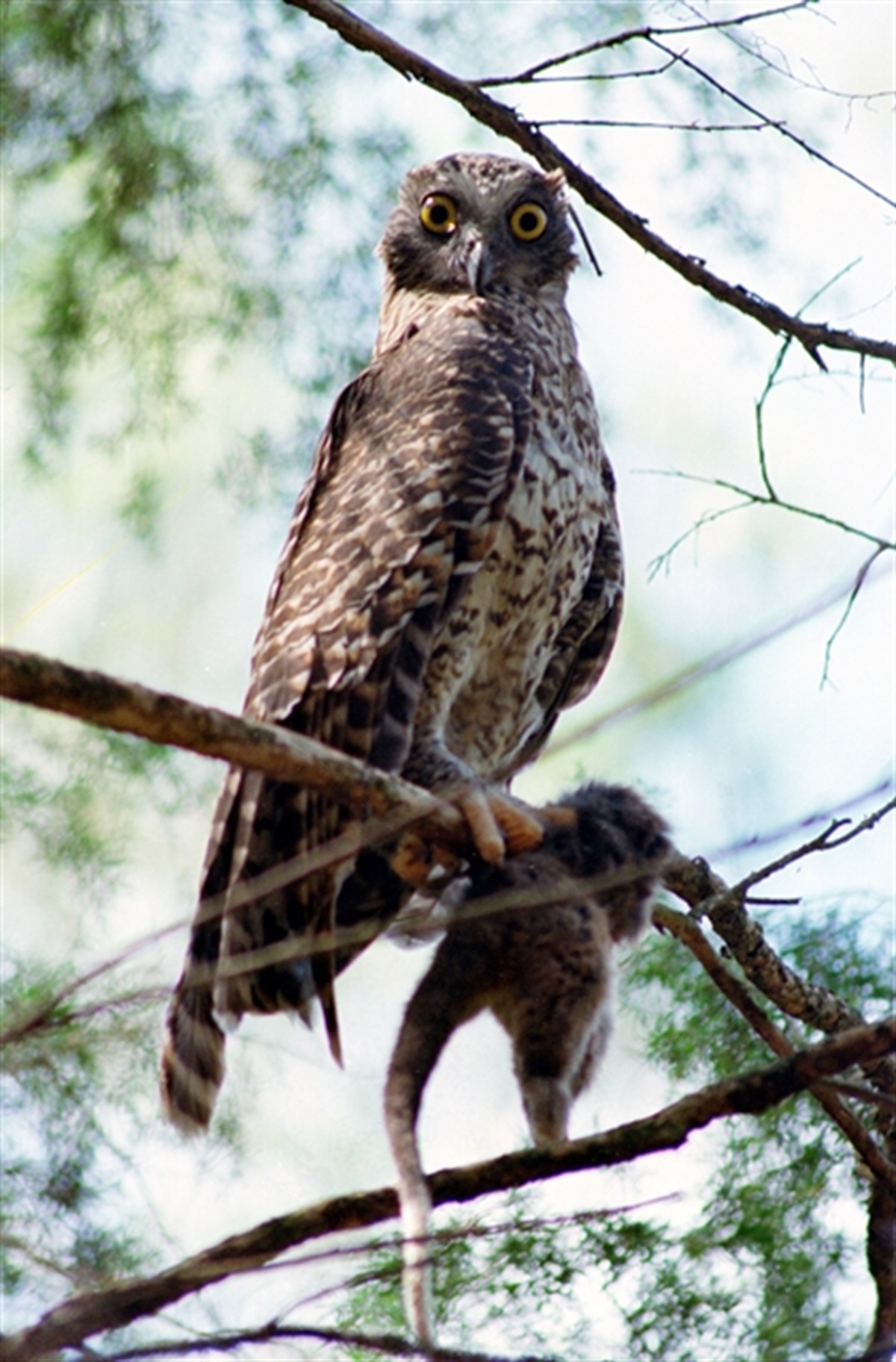 Powerful Owl - Nillumbik Shire Council